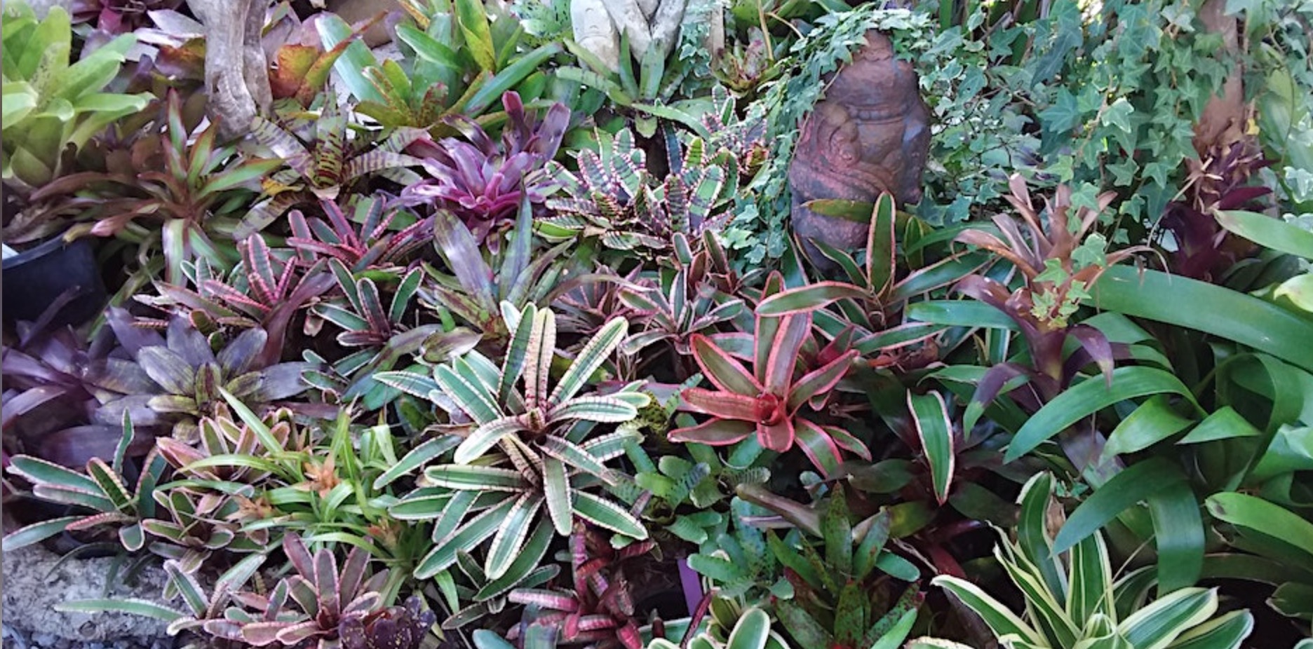 Green Thumb - Bromeliads at Oak Flats Library - Visit Shellharbour