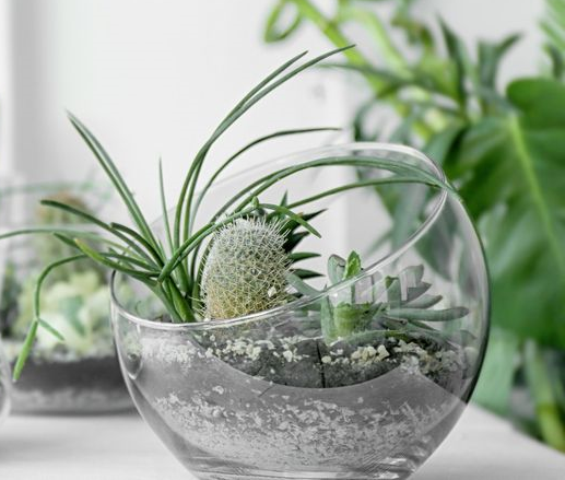 Make Your Own Terrarium - Visit Shellharbour
