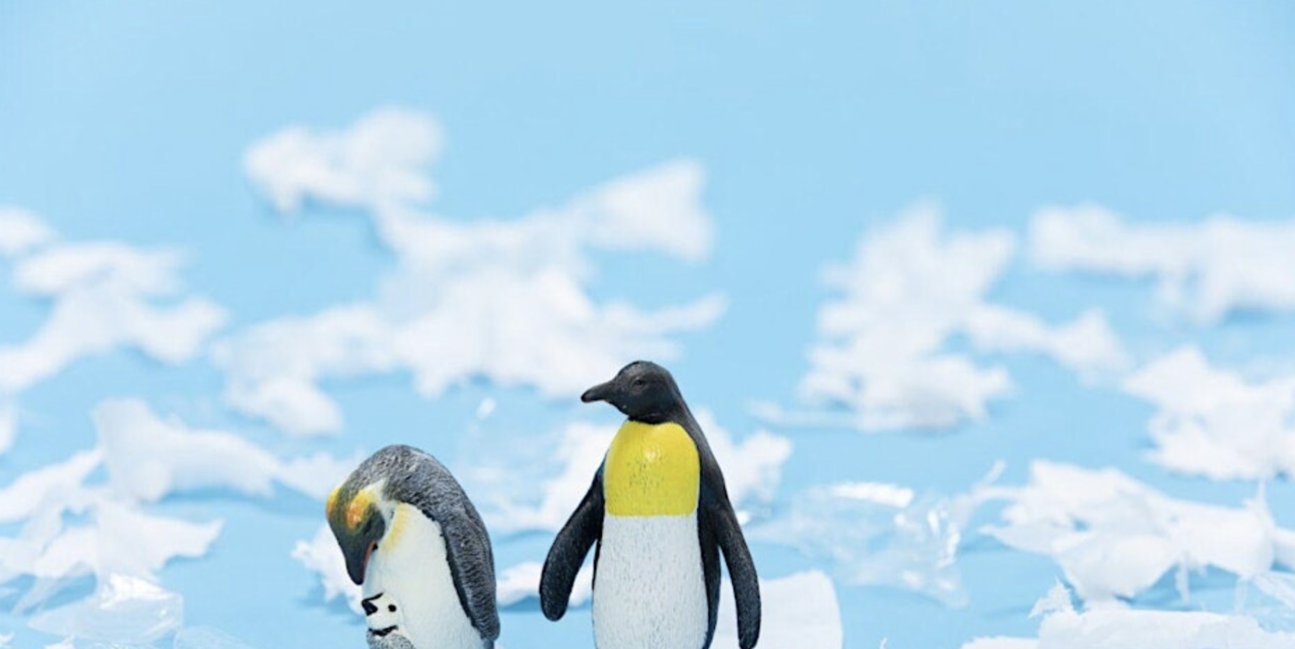 Mini Explorers - Antartica at Shellharbour Museum - Visit Shellharbour