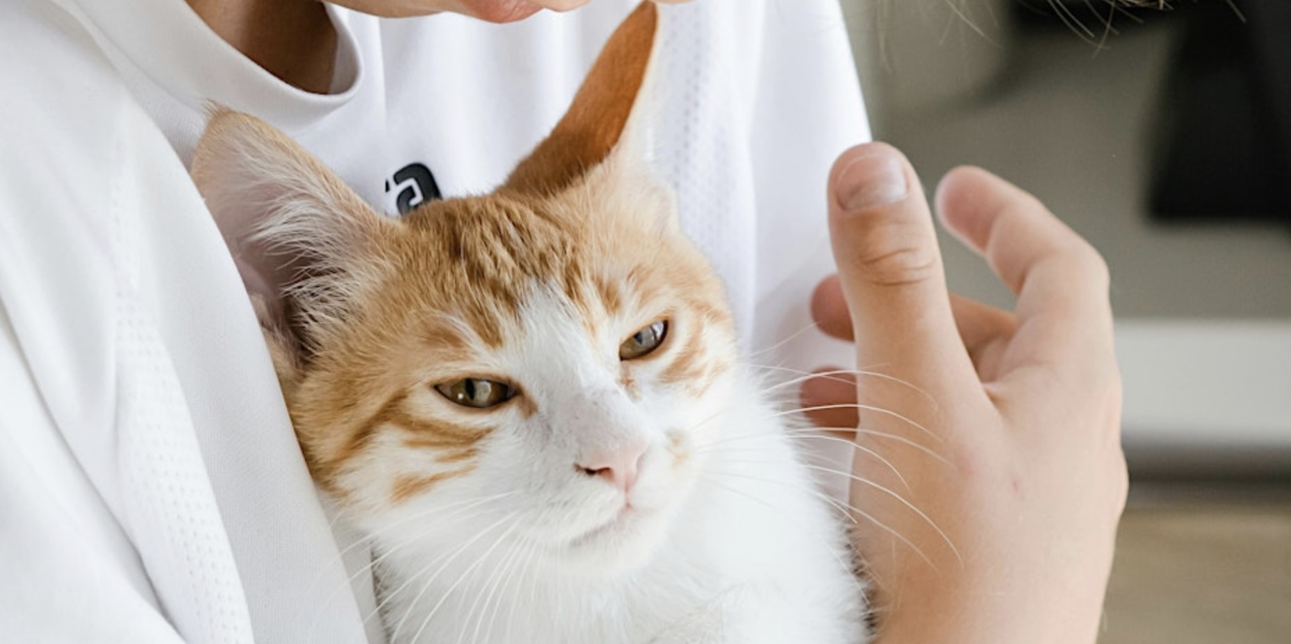 Kittens at the Library, Shellharbour City Library - Visit Shellharbour