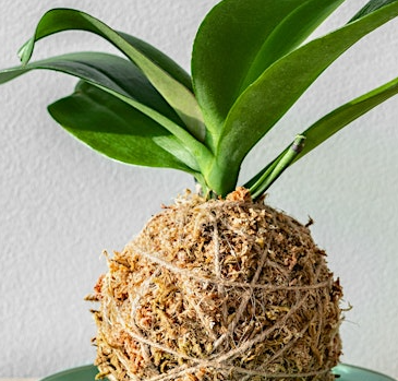 Make your own Kokedama at Shellharbour Civic Centre - Visit Shellharbour